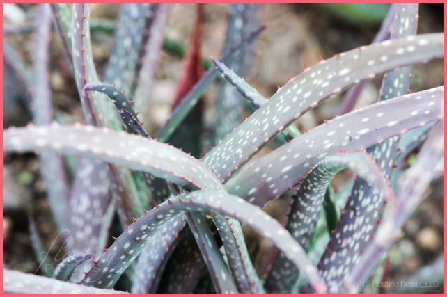 Aloe Pictifolia - Floating Petals