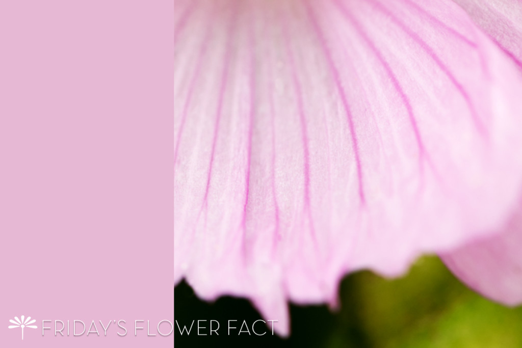 Prairie Mallow - Friday's Flower Fact | Floating Petals
