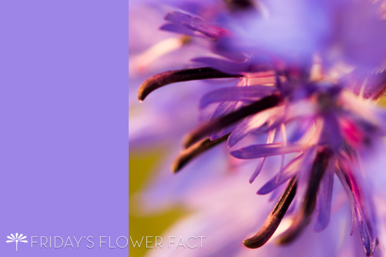Blue Boy Bachelor's Button - Friday's Flower Fact | Floating Petals
