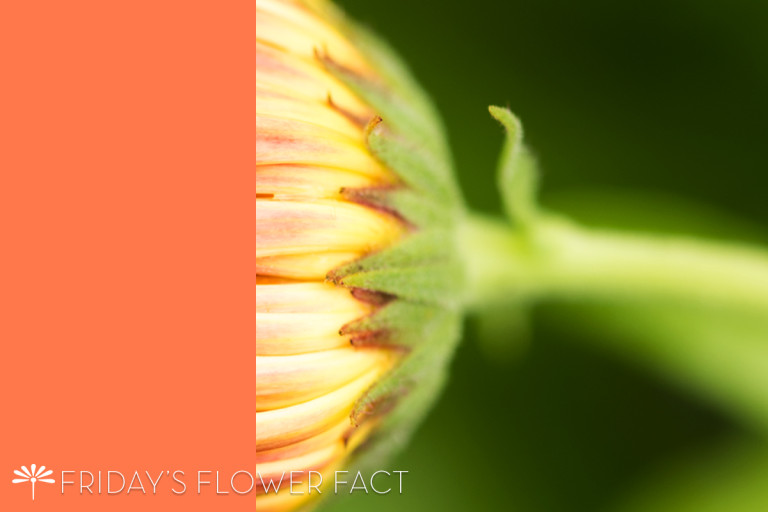Zeolights Calendula | Friday's Flower Fact | Floating Petals