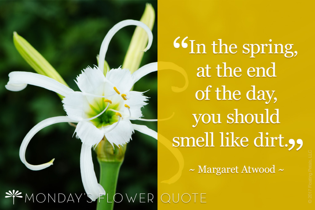 Spring Time Monday's Flower Quote Floating Petals Floral Photography