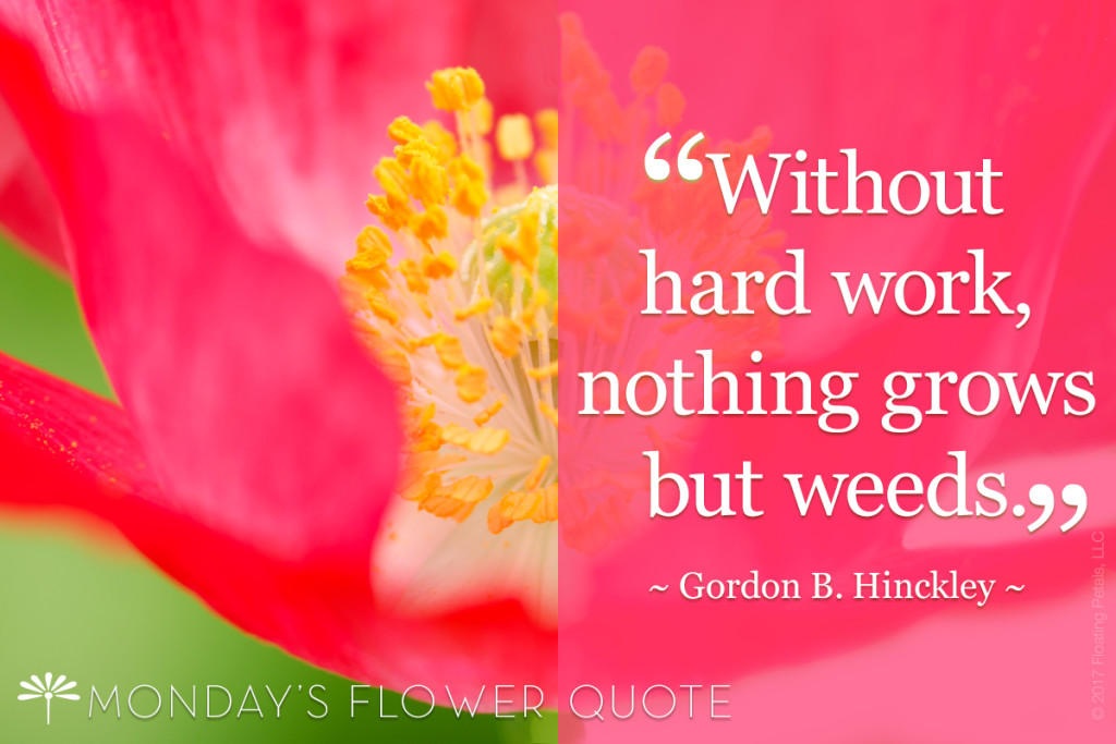 Without Hard Work | Flower Quote Floating Petals Floral Community