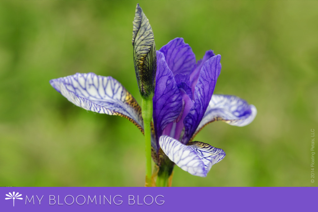 Butterflies Take Flight | Floating Petals Floral Photography