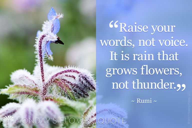 Raise Your Words Not Voice Monday s Flower Quote Floating Petals raise-your-words-not-voice-monday-s-flower-quote-floating-petals