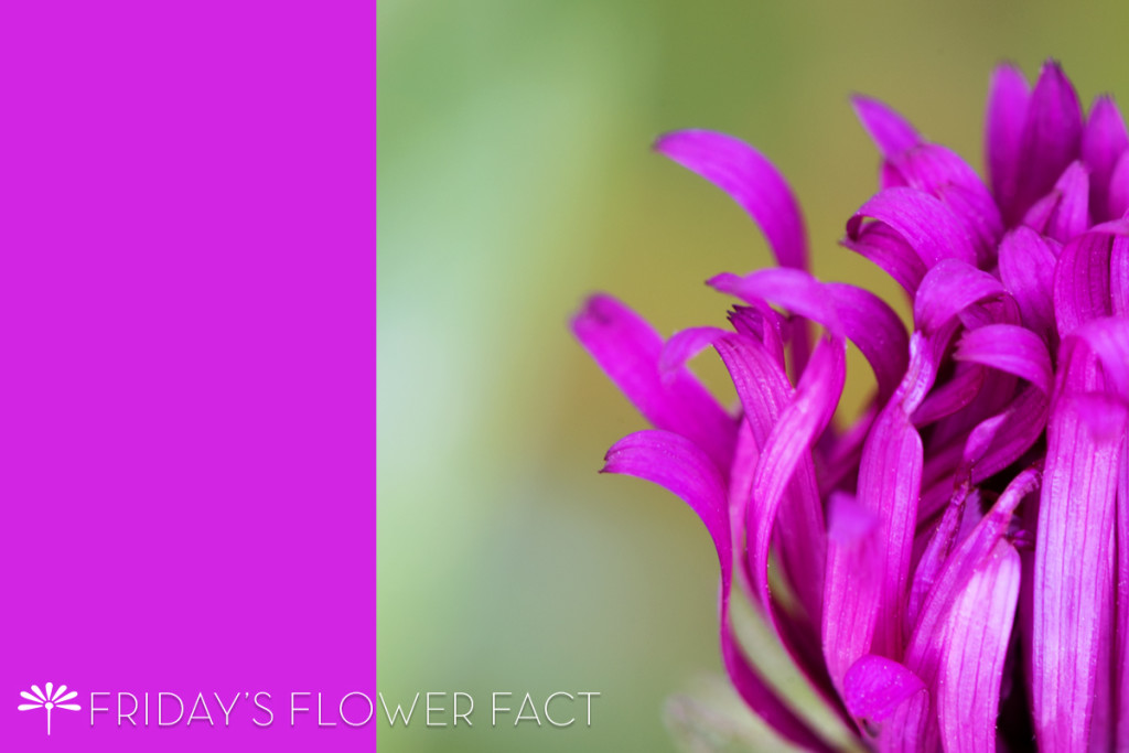 New England Aster September Ruby Friday's Flower Fact Floating Petals