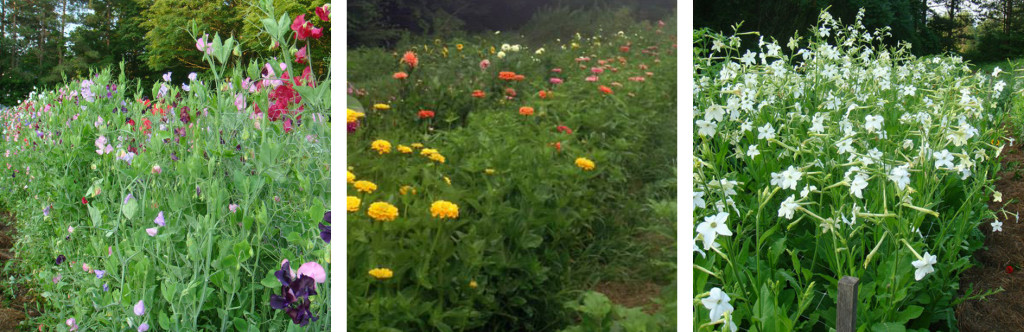 Anna's Blooms | Floating Petals Blooming Blog and Flower Photography