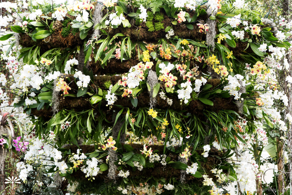 Grow and Maintain Orchids: How To | Floating Petals Blooming Blog