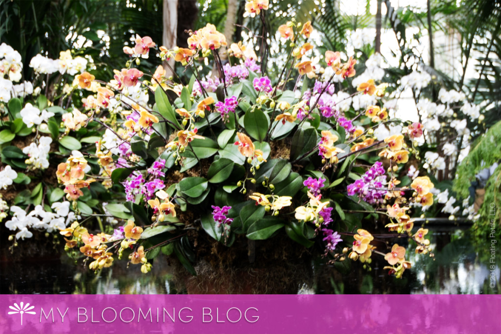 Grow and Maintain Orchids: How To | Floating Petals Blooming Blog