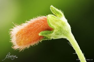 Kohleria | Floating Petals Wednesday's Flower Photo and Facts