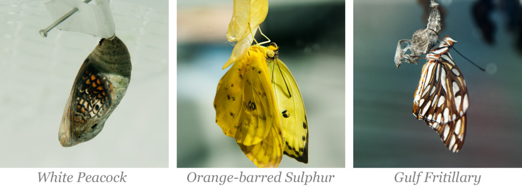 Butterflies Fluttering About | Floating Petals Blooming Blog