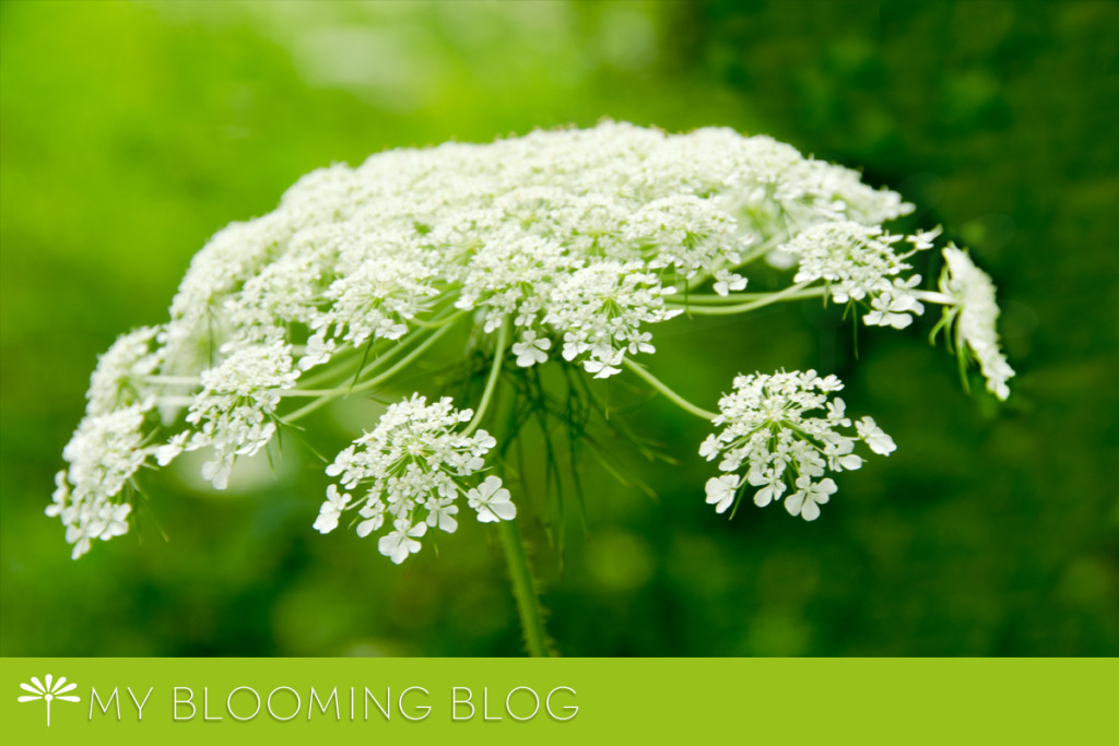 What is Your Definition of a Weed? | Floating Petals Blooming Blog