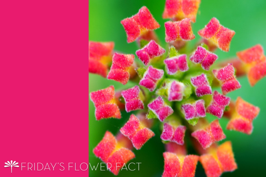 Spreading Sunset Lantana Flower Fact | Floating Petals Floral Photograph