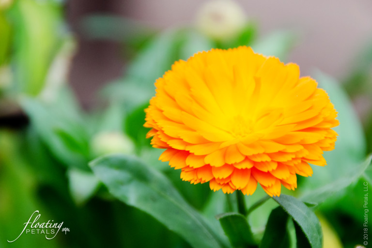 Healing Herbs and Flowers | Floating Petals Blooming Blog