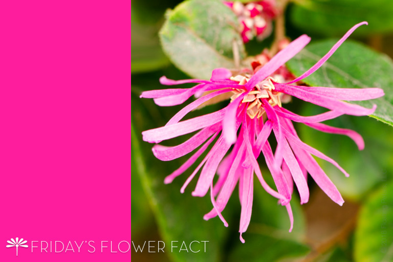 Chinese Fringe Flower | Floating Petals Flower Facts