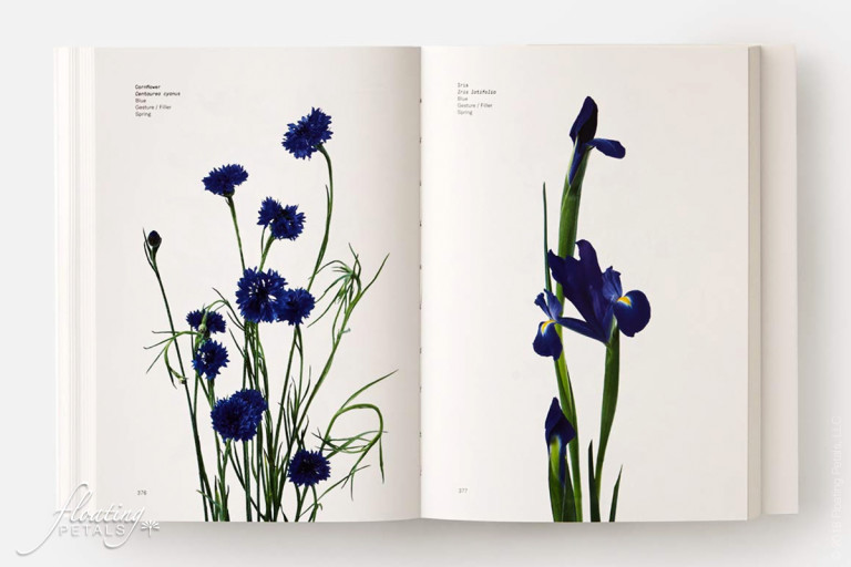 Flower Color Guide | Floating Petals Blooming Blog