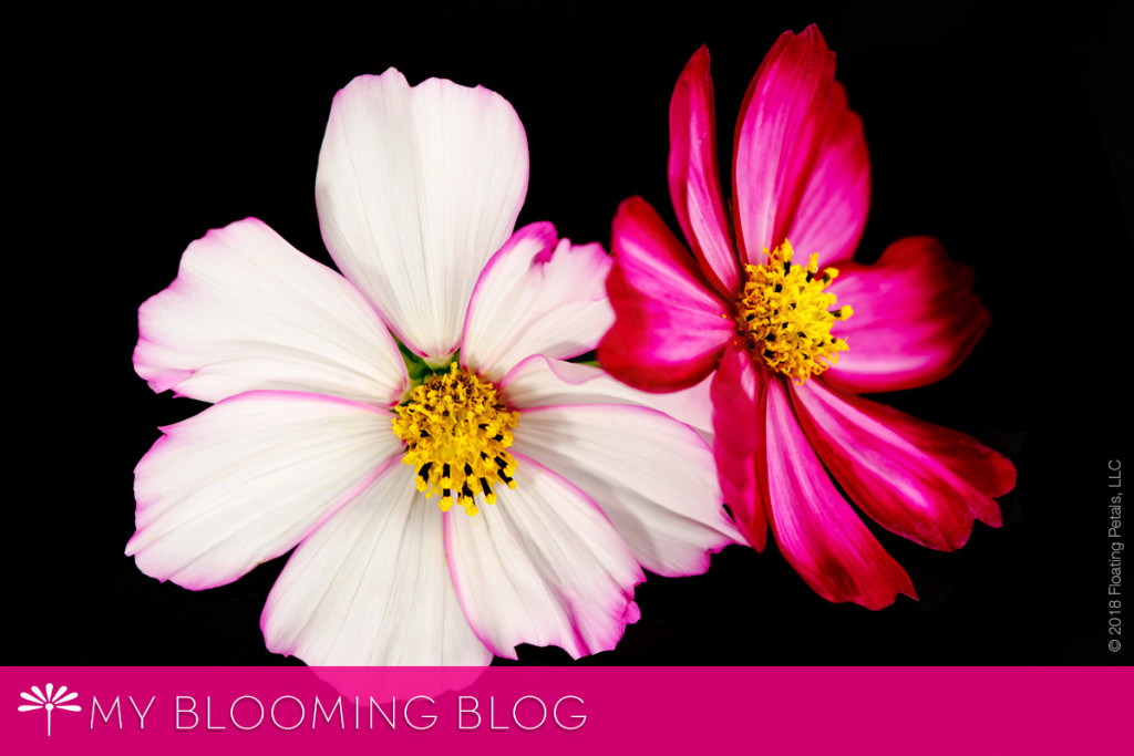 Flower Color Guide | Floating Petals Blooming Blog