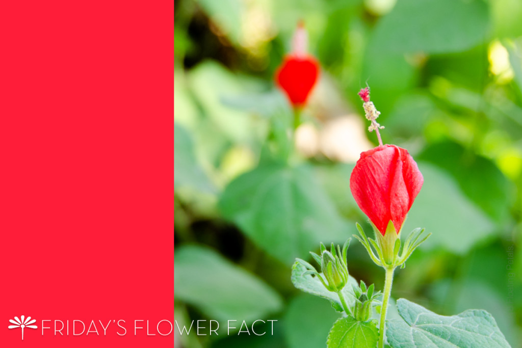 FRIDAY'S FLOWER FACT: WAX MALLOW, TURK'S CAP - Floating Petals