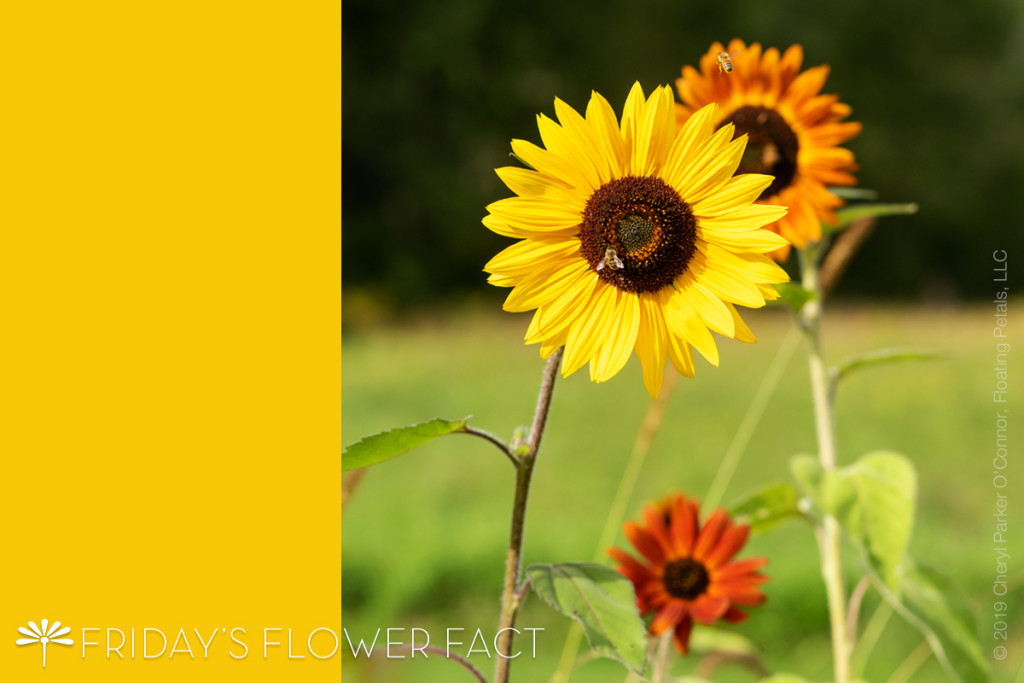 FLOWER FACT: AUTUMN BEAUTY SUNFLOWER - Floating Petals