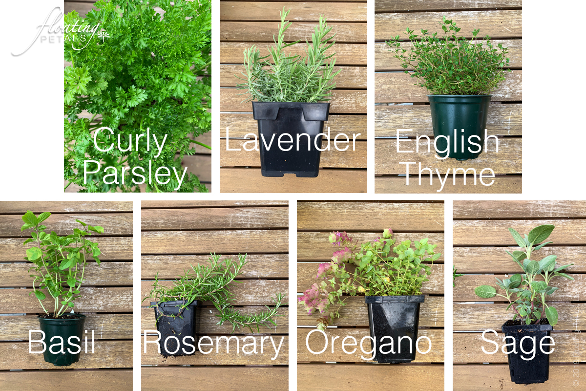 Herb Collection in a Rustic Tool Box | Floating Petals | Blooming Blog